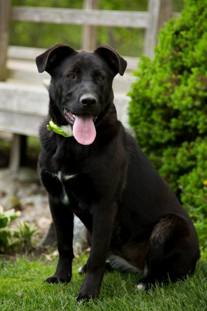 Adoption Application – Barks and Meows Adoption Rescue