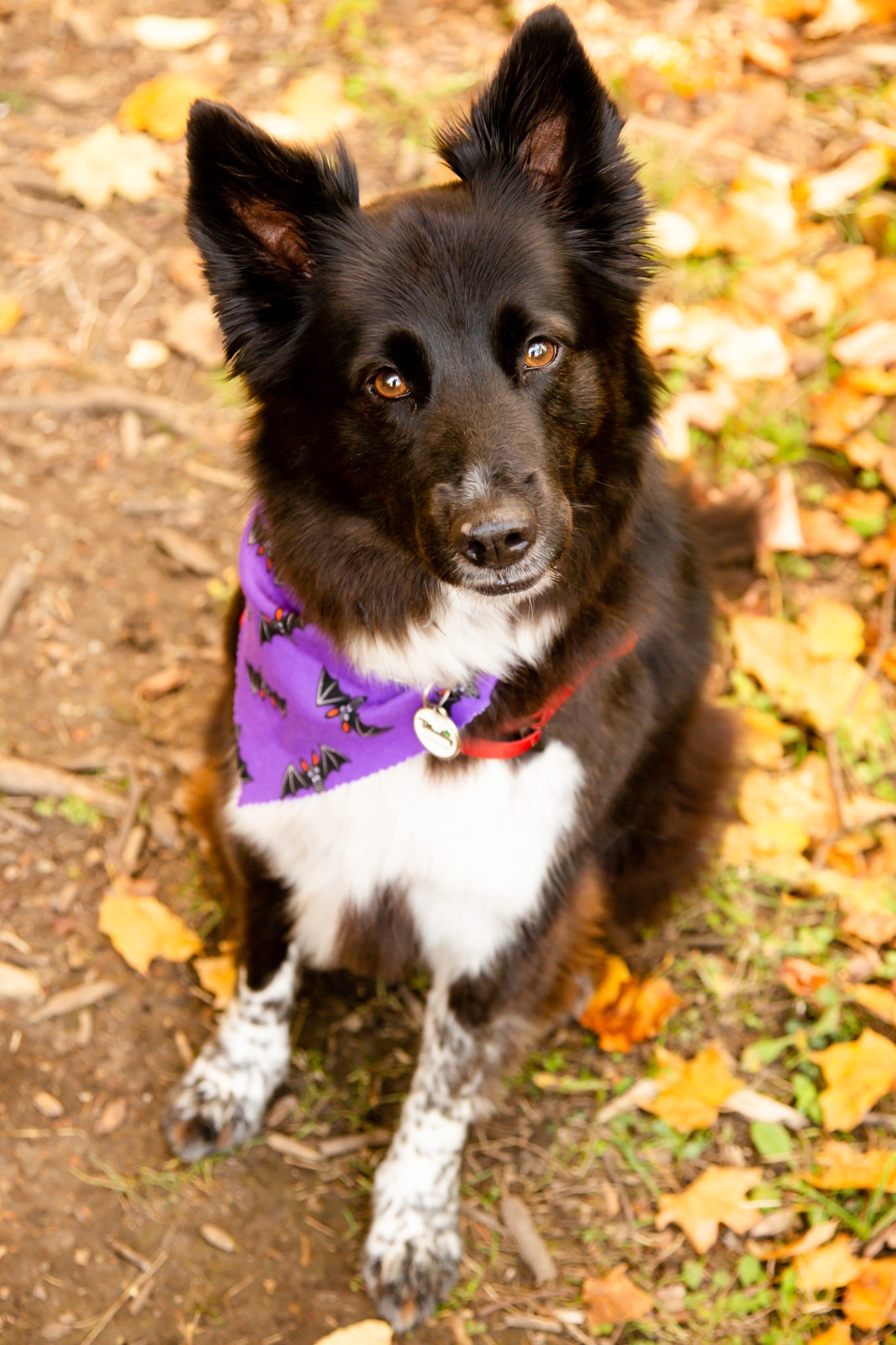 Barks and Meows Adoption Rescue – Rescue Your Rescue